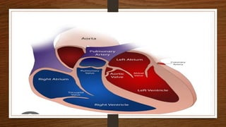 CARDIAC ANATOMY for Medical students and beginners | PPTX
