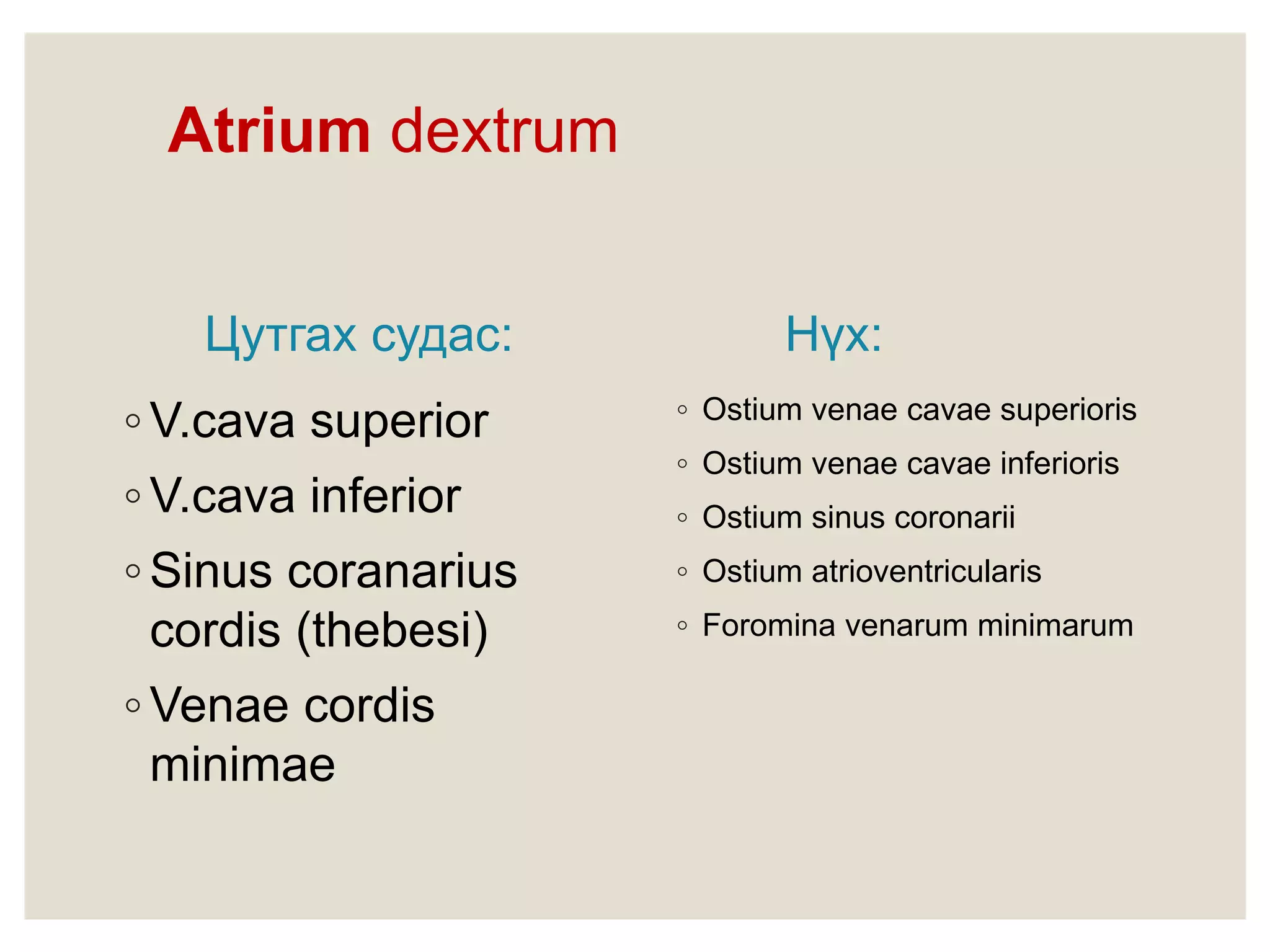 Зүрхний анатоми ба физиологи | PPTX