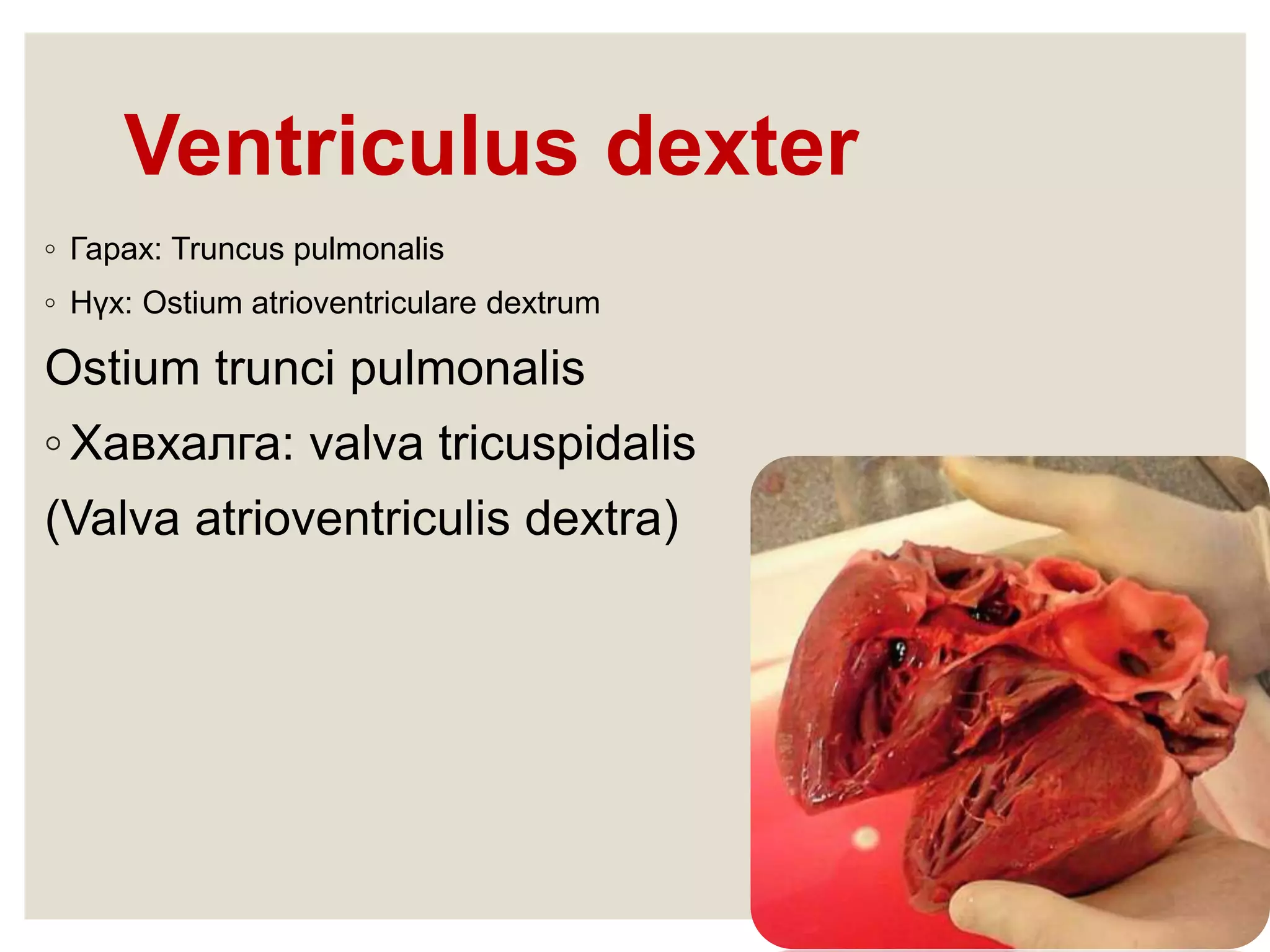 Зүрхний анатоми ба физиологи | PPTX
