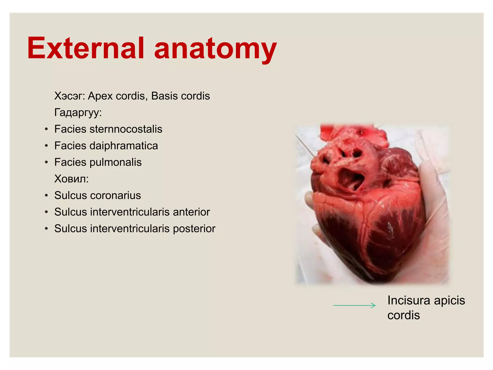 Зүрхний анатоми ба физиологи | PPTX