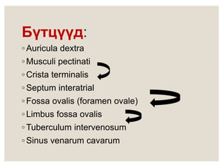 Зүрхний анатоми ба физиологи | PPTX