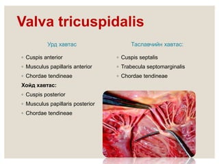 Зүрхний анатоми ба физиологи | PPTX