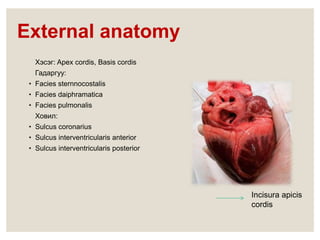 Зүрхний анатоми ба физиологи | PPTX