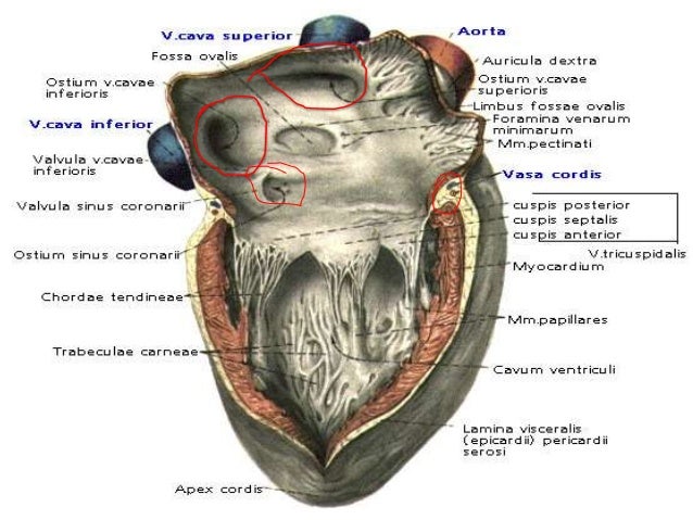 Зүрхний анатоми ба физиологи