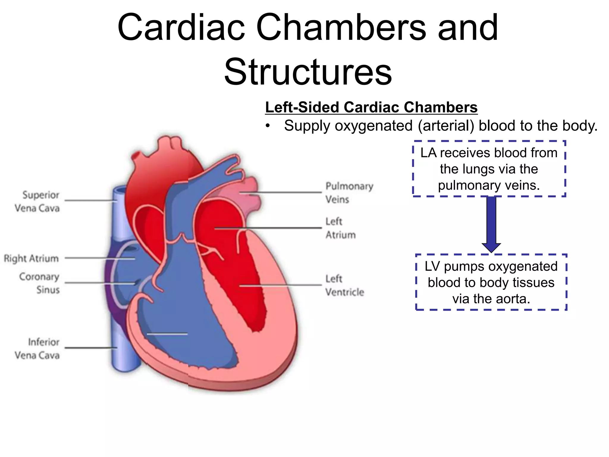 Cardiac anatomy and physiology | PPT