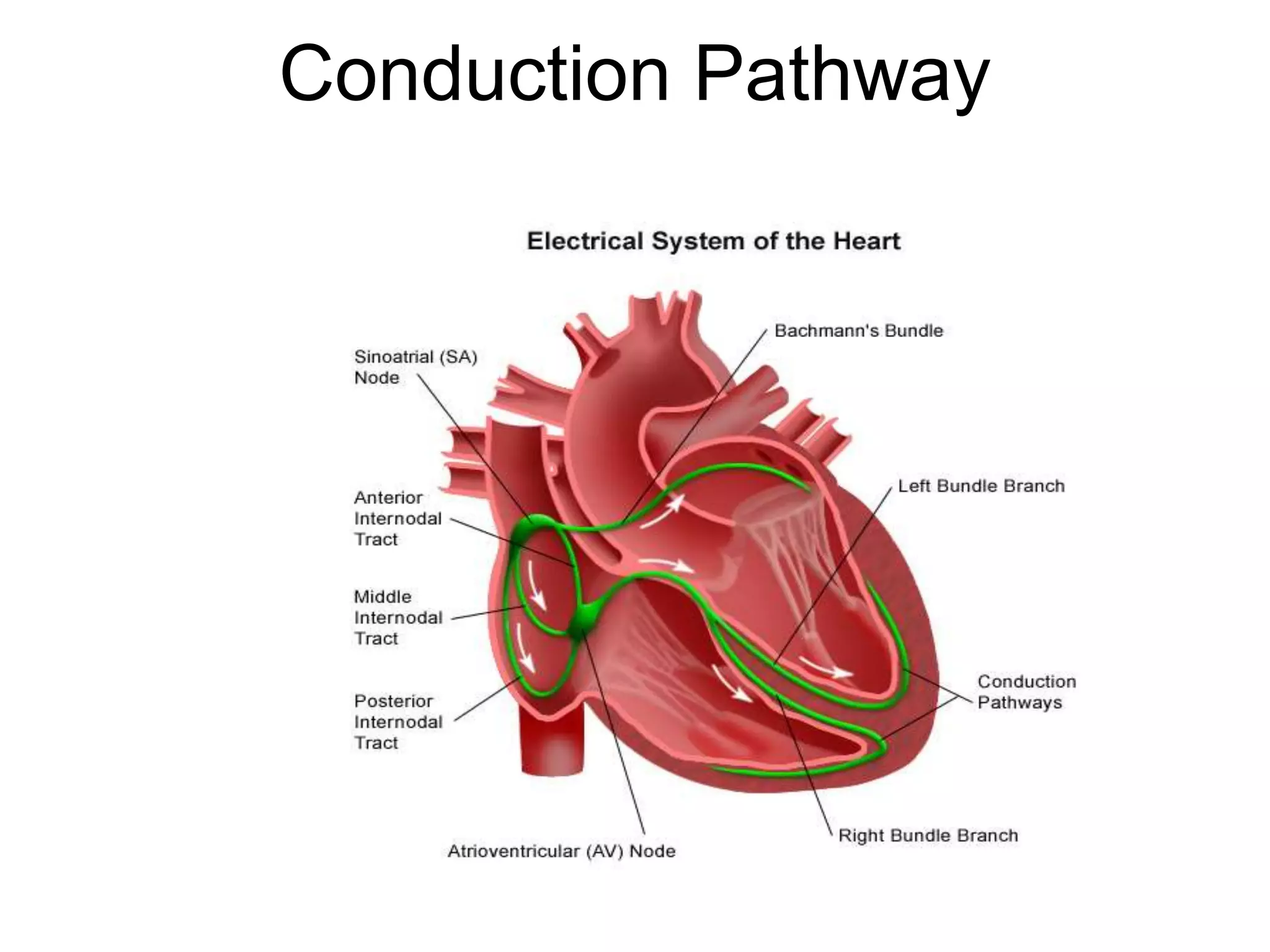 Cardiac anatomy and physiology | PPT | Heart and Cardiovascular ...