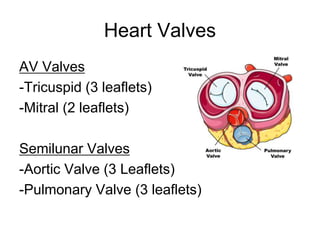 Cardiac anatomy and physiology | PPT