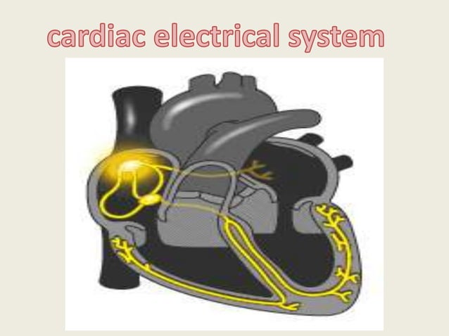 Cardiac anatomy and physiology | PPTX