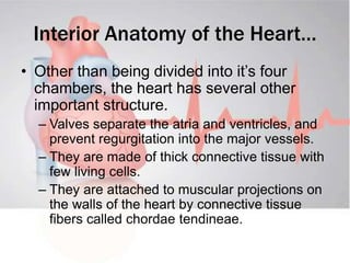 Cardiac System | PPTX