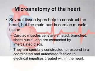 Cardiac System | PPTX