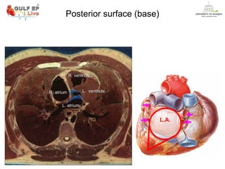 Cardiac anatomy in ep akram - eladl - adel | PPT
