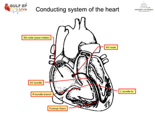 Cardiac anatomy in ep akram - eladl - adel | PPT