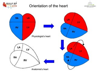Cardiac anatomy in ep akram - eladl - adel | PPT