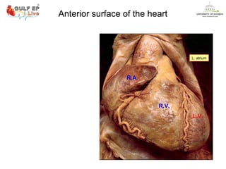 Cardiac anatomy in ep akram - eladl - adel | PPT