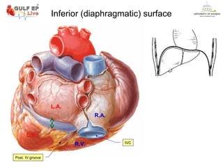 Cardiac anatomy in ep akram - eladl - adel | PPT