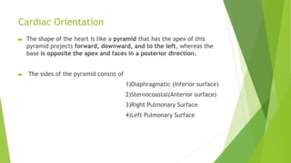 Cardiac Anatomy part 1 -dr abhiman shetty.pptx