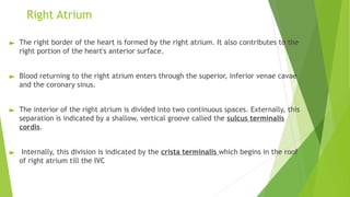 Cardiac Anatomy part 1 -dr abhiman shetty.pptx