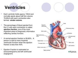 Cardiac anatomy powerpoint modified | PPT