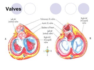 Cardiac anatomy powerpoint modified | PPT