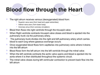 Cardiac anatomy powerpoint modified | PPT