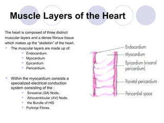 Cardiac anatomy powerpoint modified | PPT
