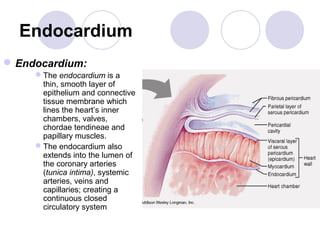 Cardiac anatomy powerpoint modified | PPT