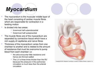 Cardiac anatomy powerpoint modified | PPT