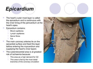 Cardiac anatomy powerpoint modified | PPT
