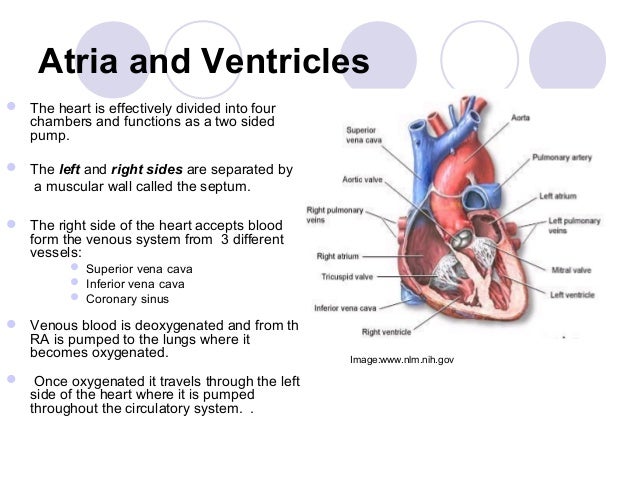 Differences between two sides of heart - lasopaab