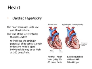 Cardiac and circulatory adaptation to exercise.pptx