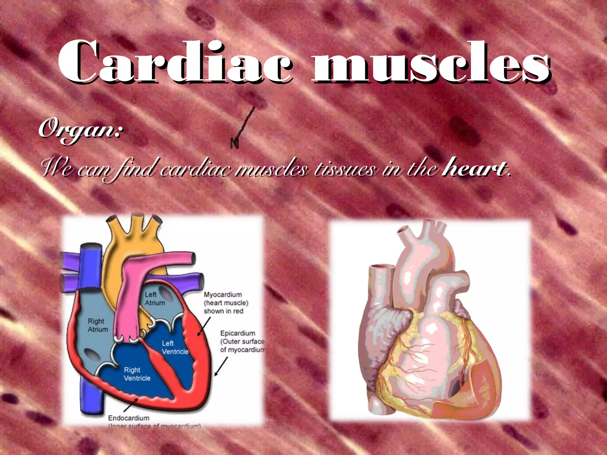 Cardiac and skeletal muscles1 | PPT