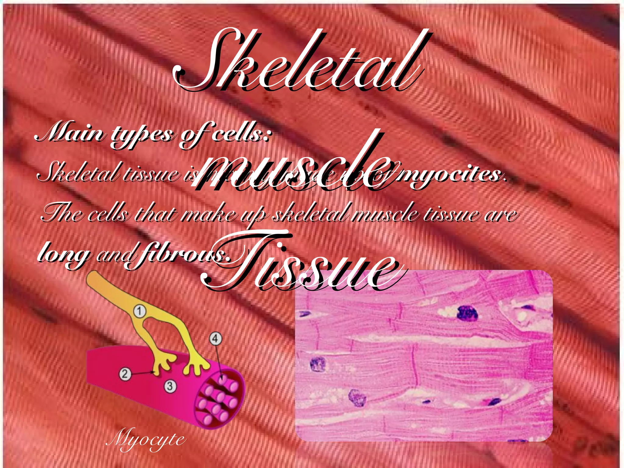 Cardiac and skeletal muscles1 | PPT