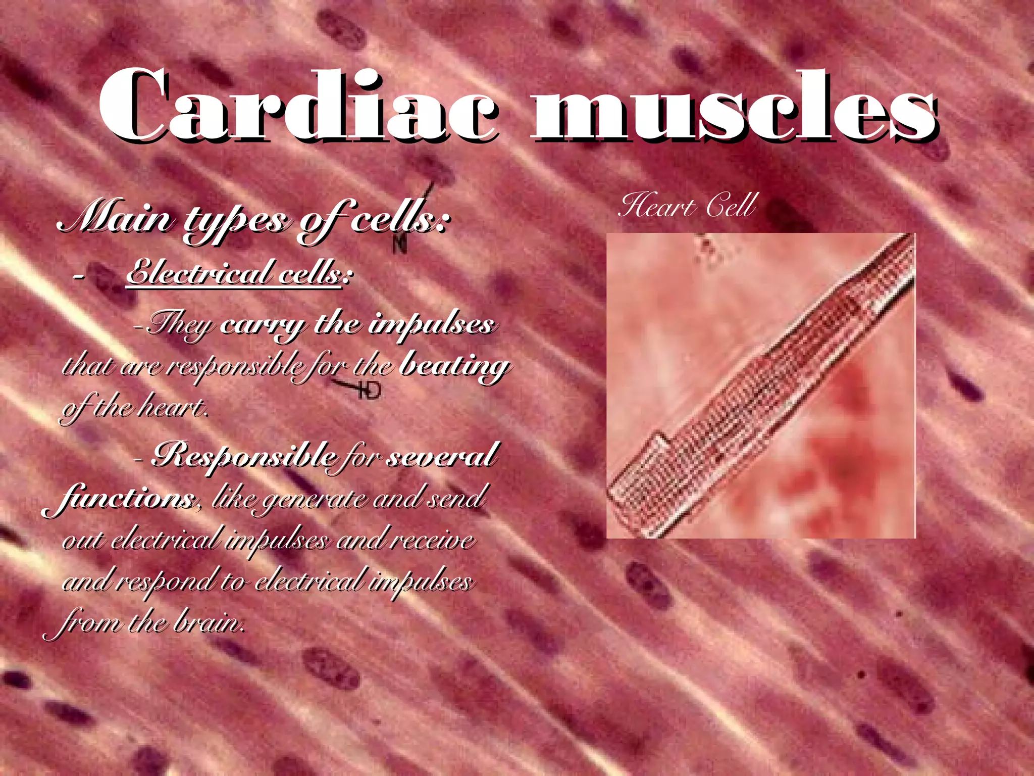 Cardiac and skeletal muscles1 | PPT