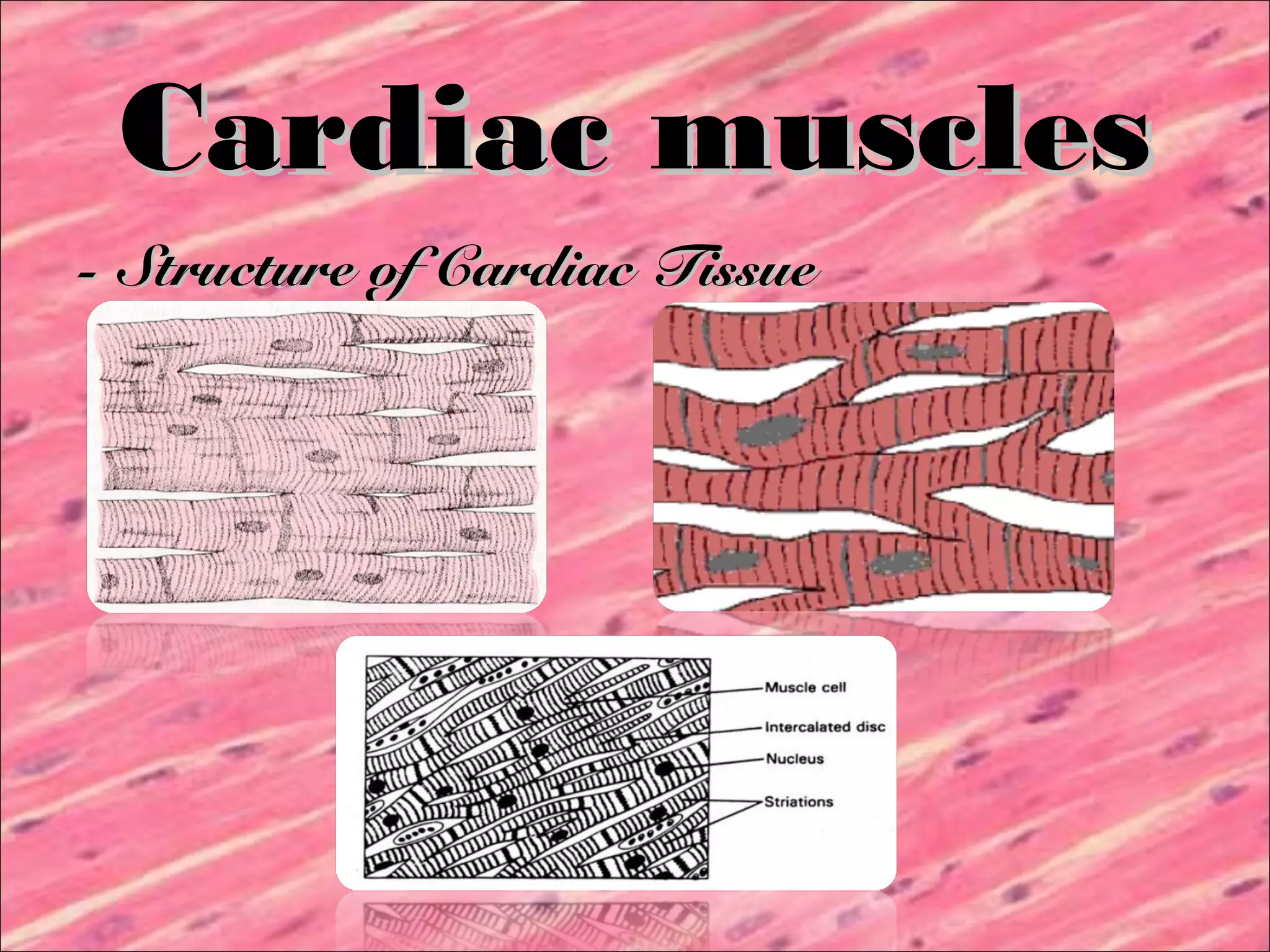 Cardiac and skeletal muscles1 | PPT