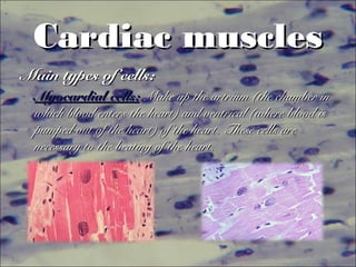 Cardiac and skeletal muscles1 | PPT