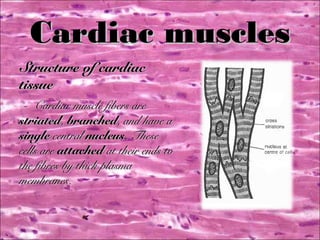 Cardiac and skeletal muscles1 | PPT