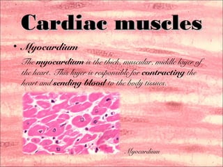 Cardiac and skeletal muscles1 | PPT