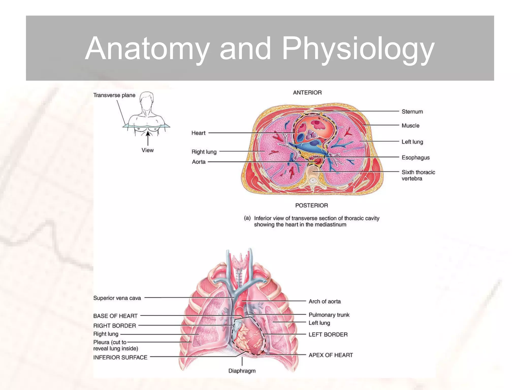 Cardiac Anatomy and Physiology | PPT