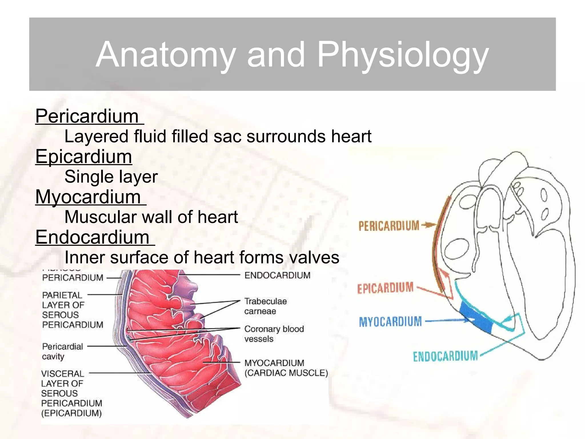 Cardiac Anatomy and Physiology | PPT