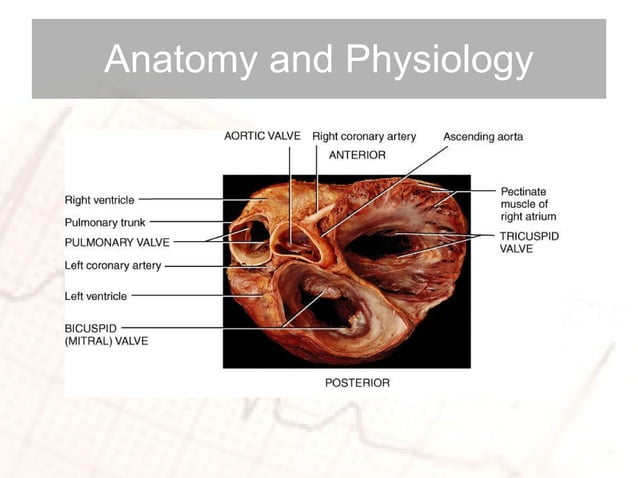 Cardiac Anatomy and Physiology | PPT | Heart and Cardiovascular ...