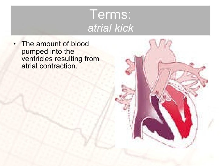Cardiac Anatomy and Physiology