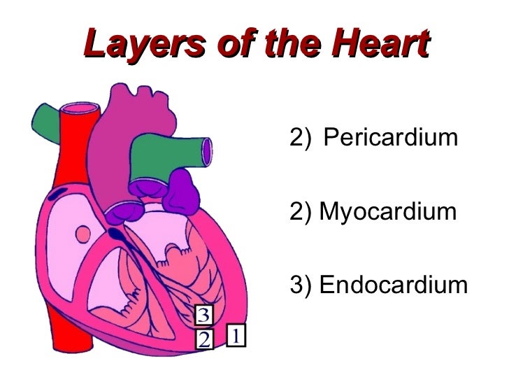 Myocardium