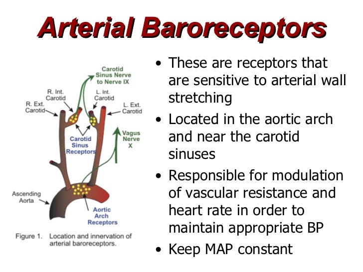 Cardiac A&P Review