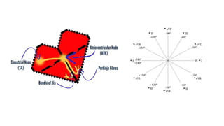 Cardiac axis | PPTX