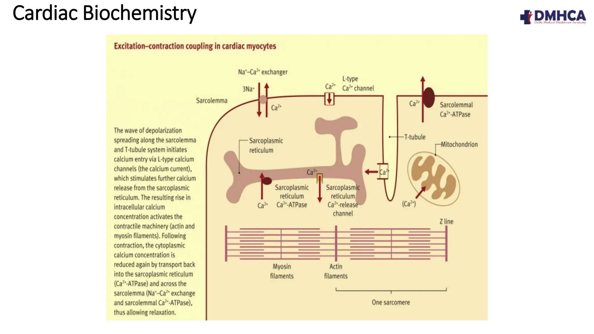 Cardiac Biochemistry.pptx