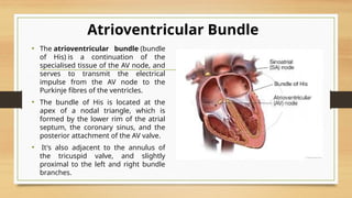 Cardiac conducting system.pptx right and left bundle branch | PPTX