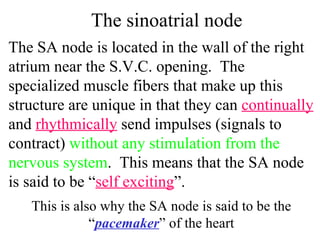 Cardiac conduction system | PPT