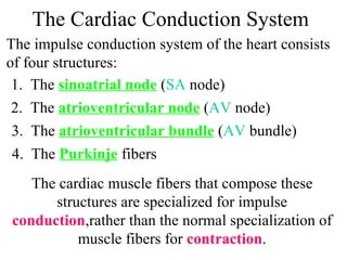 Cardiac Conduction System Steps