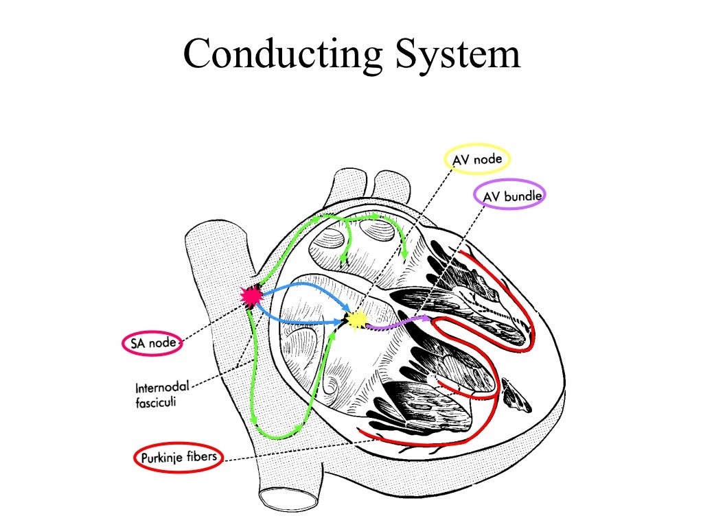 Cardiac conduction system