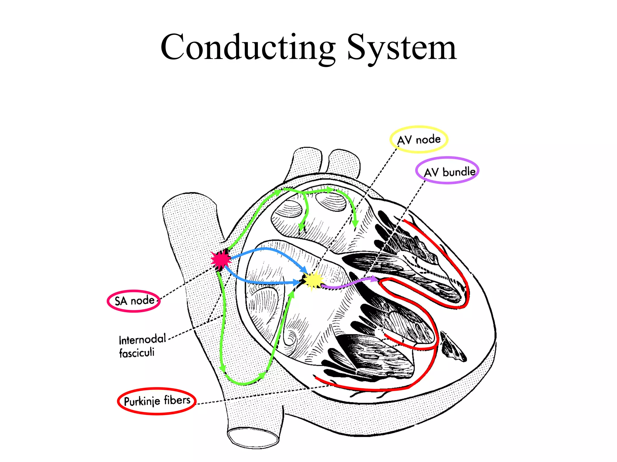 Cardiac conduction system | PPT